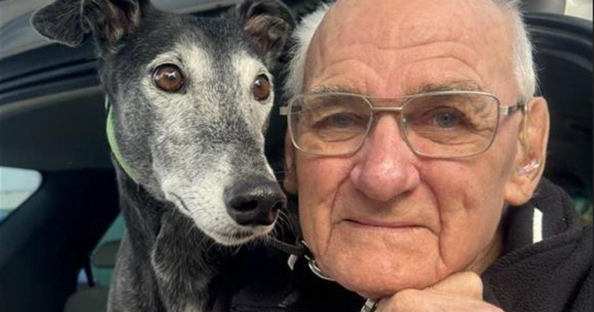 Retired race hound reunited with owner after dashing escape · City of ...