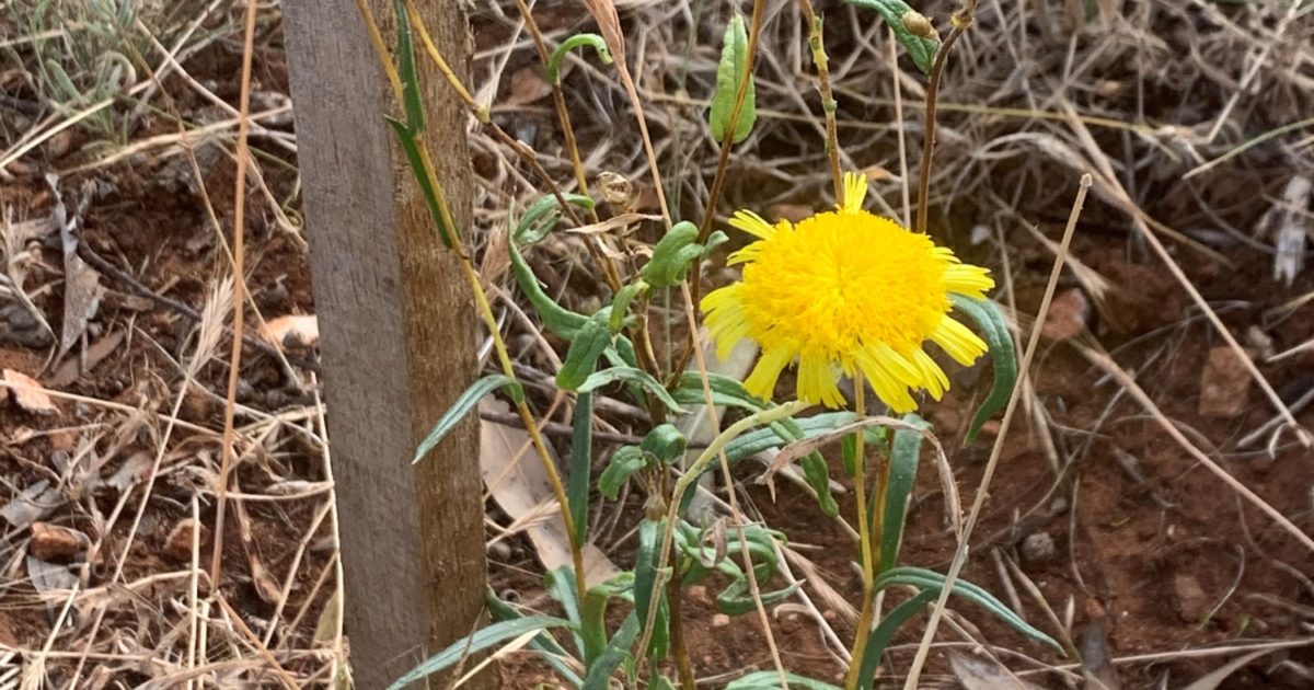 Second chance for endangered plants across Playford · City of Playford